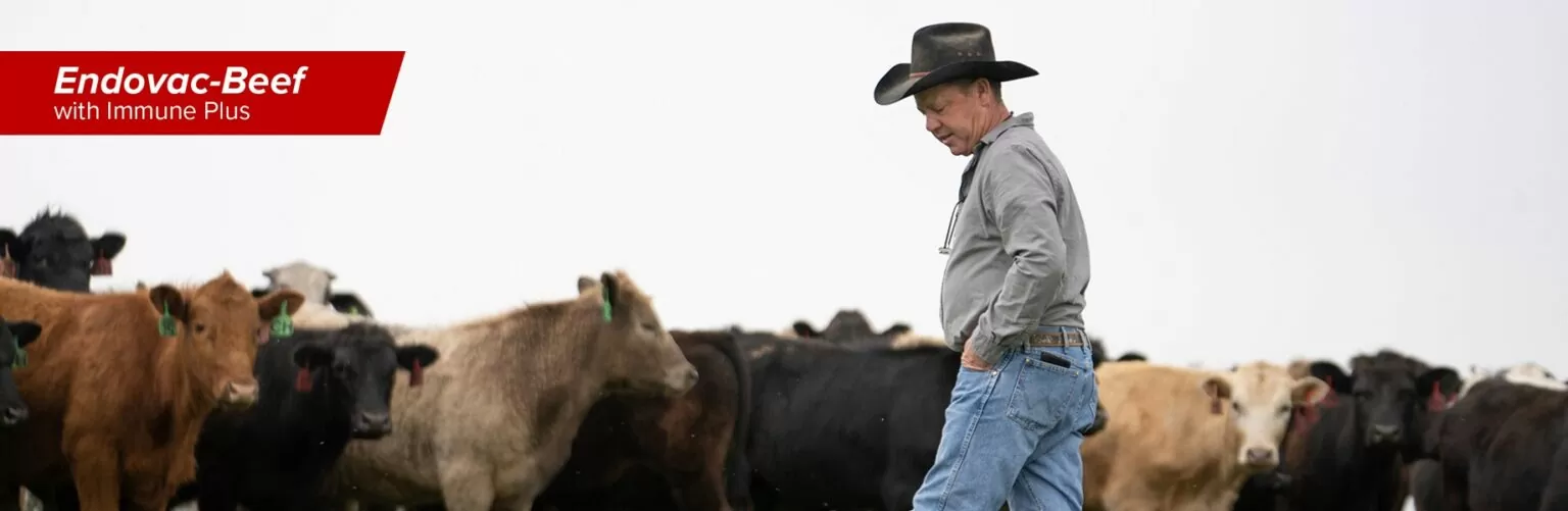 Endovac-Beef® with Immune Plus Cattle Vaccine