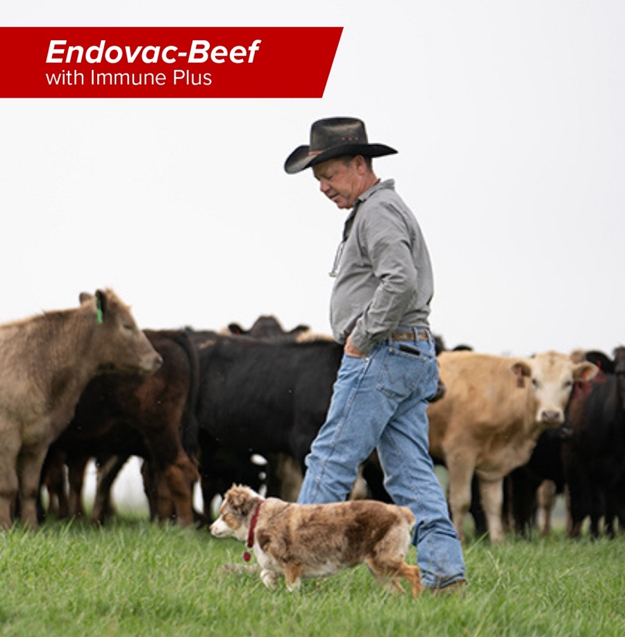 Endovac-Beef® with Immune Plus Cattle Vaccine