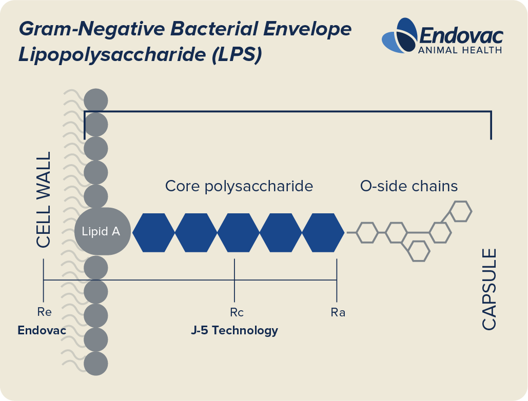Veterinarian | Endovac-Beef® with Immune Plus Cattle Vaccine