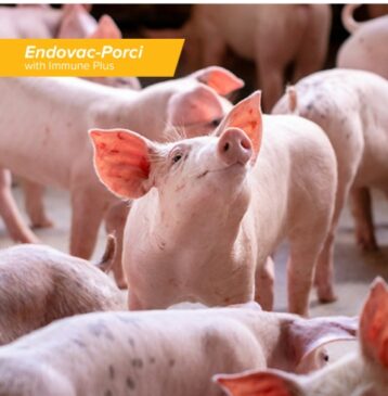 Endovac-Porci® with Immune Plus Swine Vaccine
